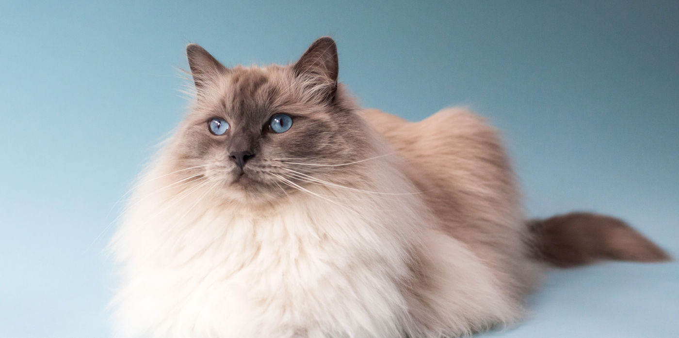 De Heilige Birmaan kat, Ontdek dit prachtige kattenras | Catalulu
